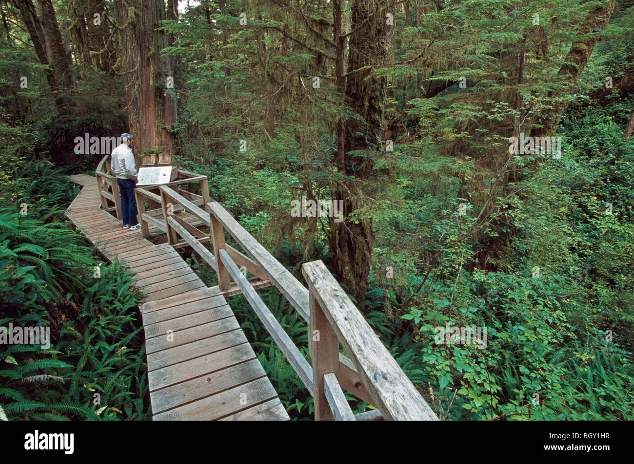 Man reads display along boardwalk through temperate rainforest Stock ...