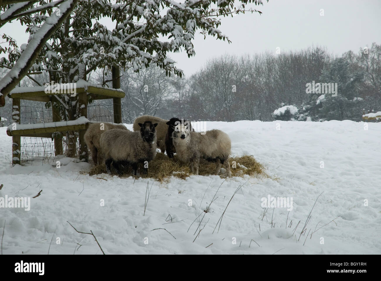 Wintery scene with sheep sheltering Stock Photo - Alamy