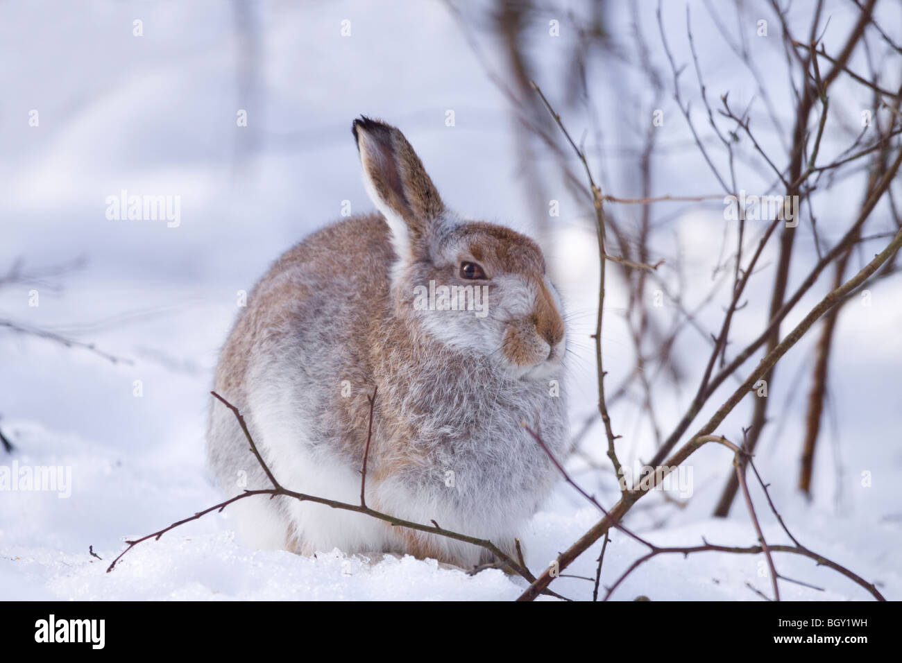 Longformacus hi-res stock photography and images - Alamy