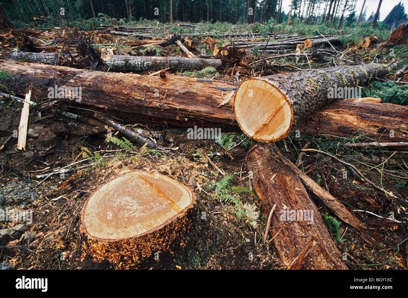 Cut logs in logging area Stock Photo - Alamy