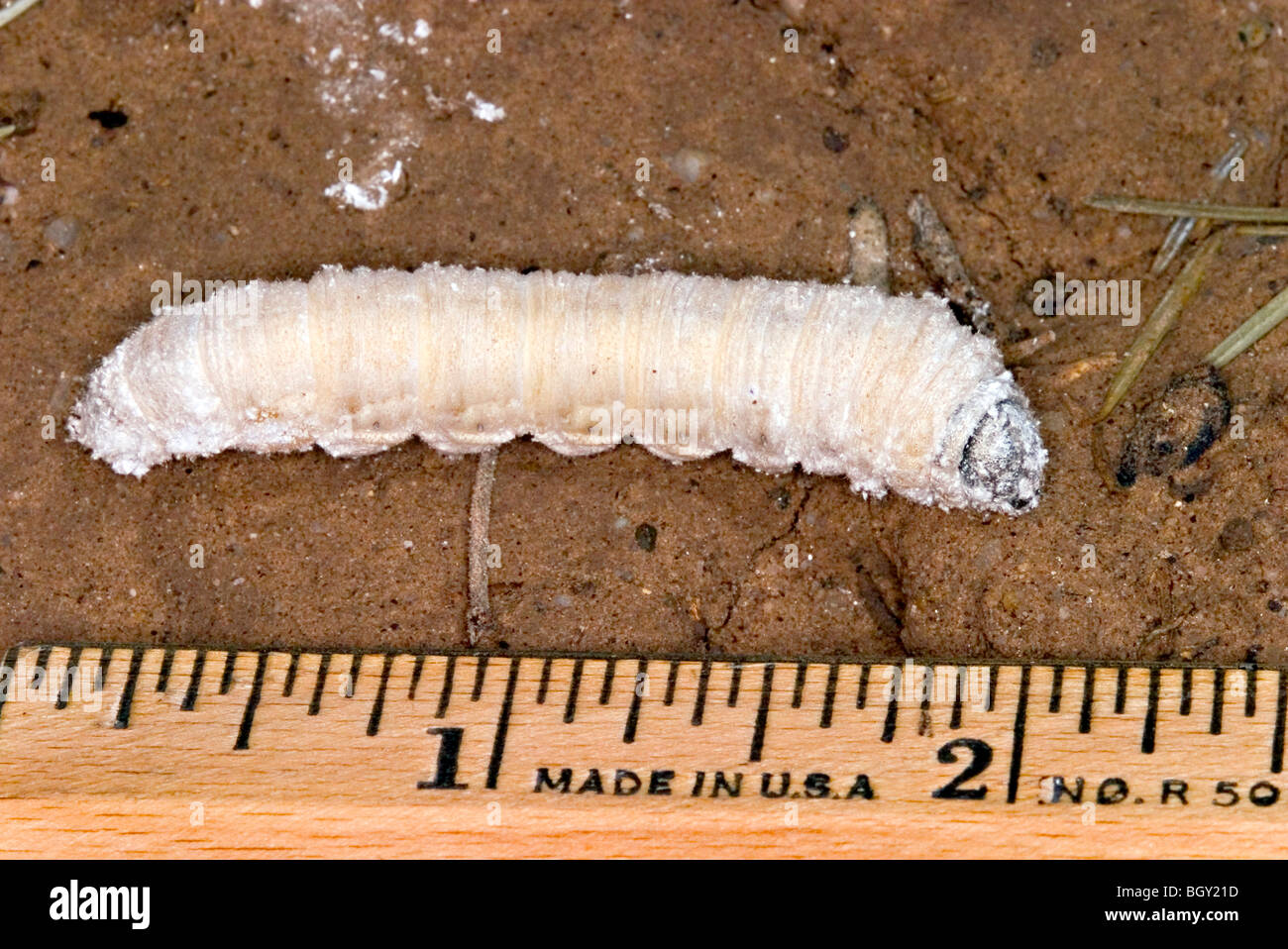 Yucca Giant-Skipper caterpillar or larva Stock Photo - Alamy