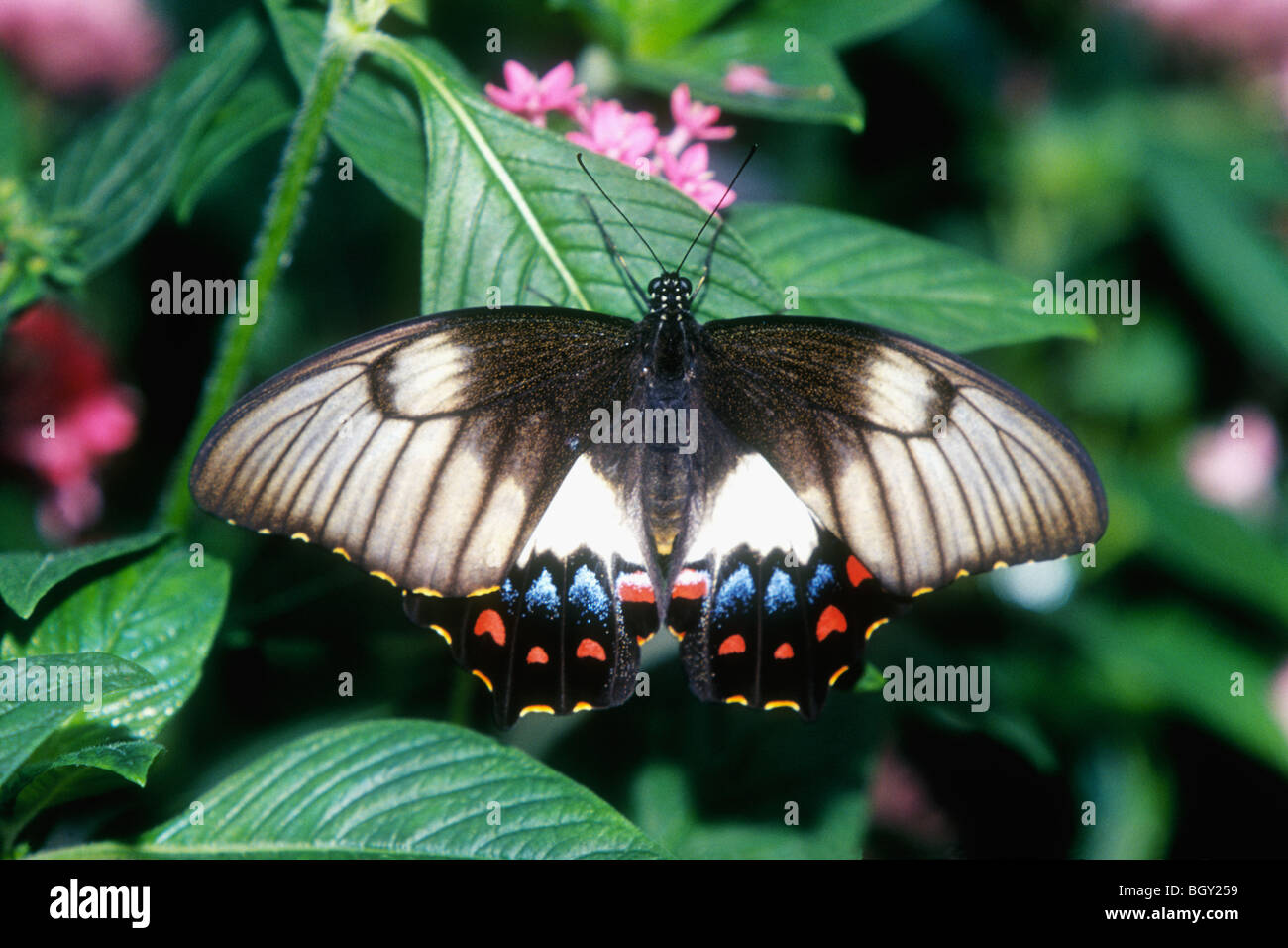 Orchard Swallowtail Butterfly (Papilio aegeus) is found along the east ...