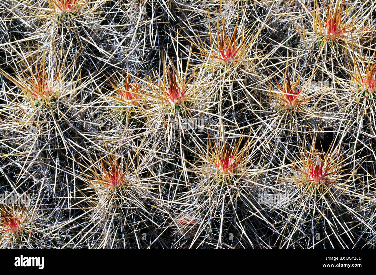Close up spines several hi-res stock photography and images - Alamy