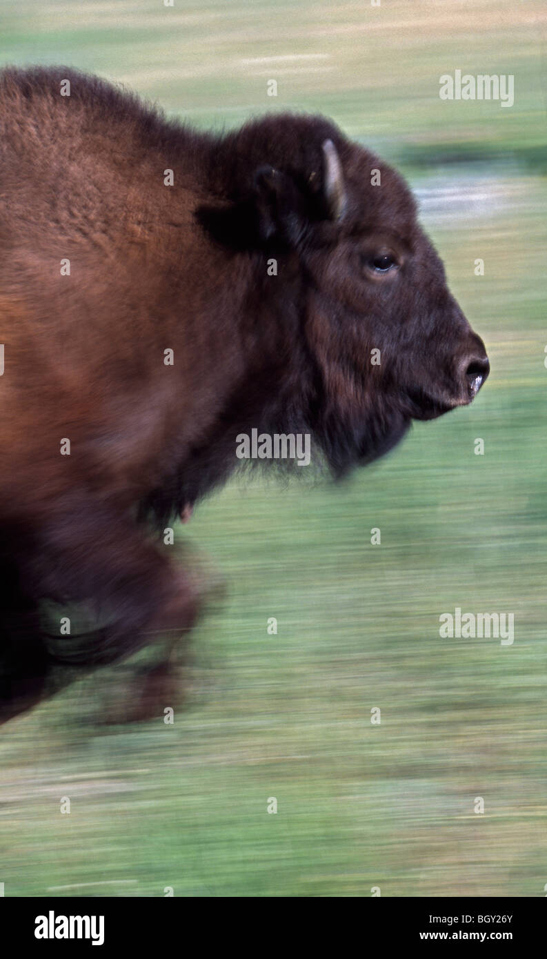 Bison running in meadow Stock Photo - Alamy