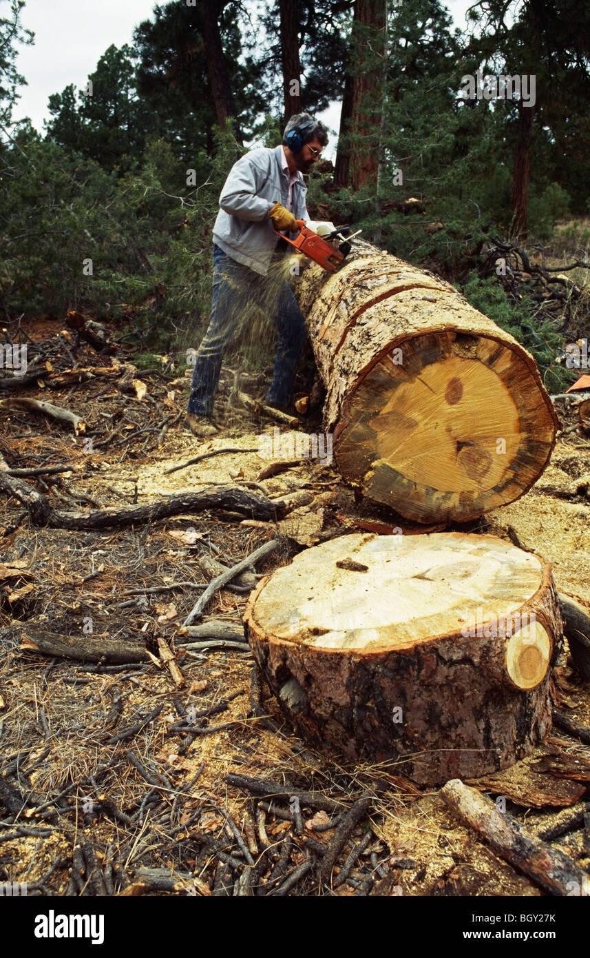 Man cuts pine log hi-res stock photography and images - Alamy