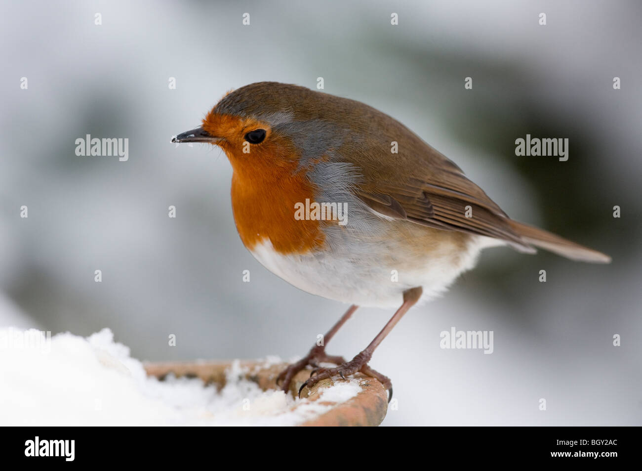 Robin bird hi-res stock photography and images - Alamy