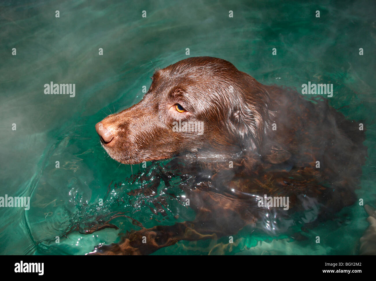 chocolate lab / retriever swimming in hydro therapy pool Stock Photo ...