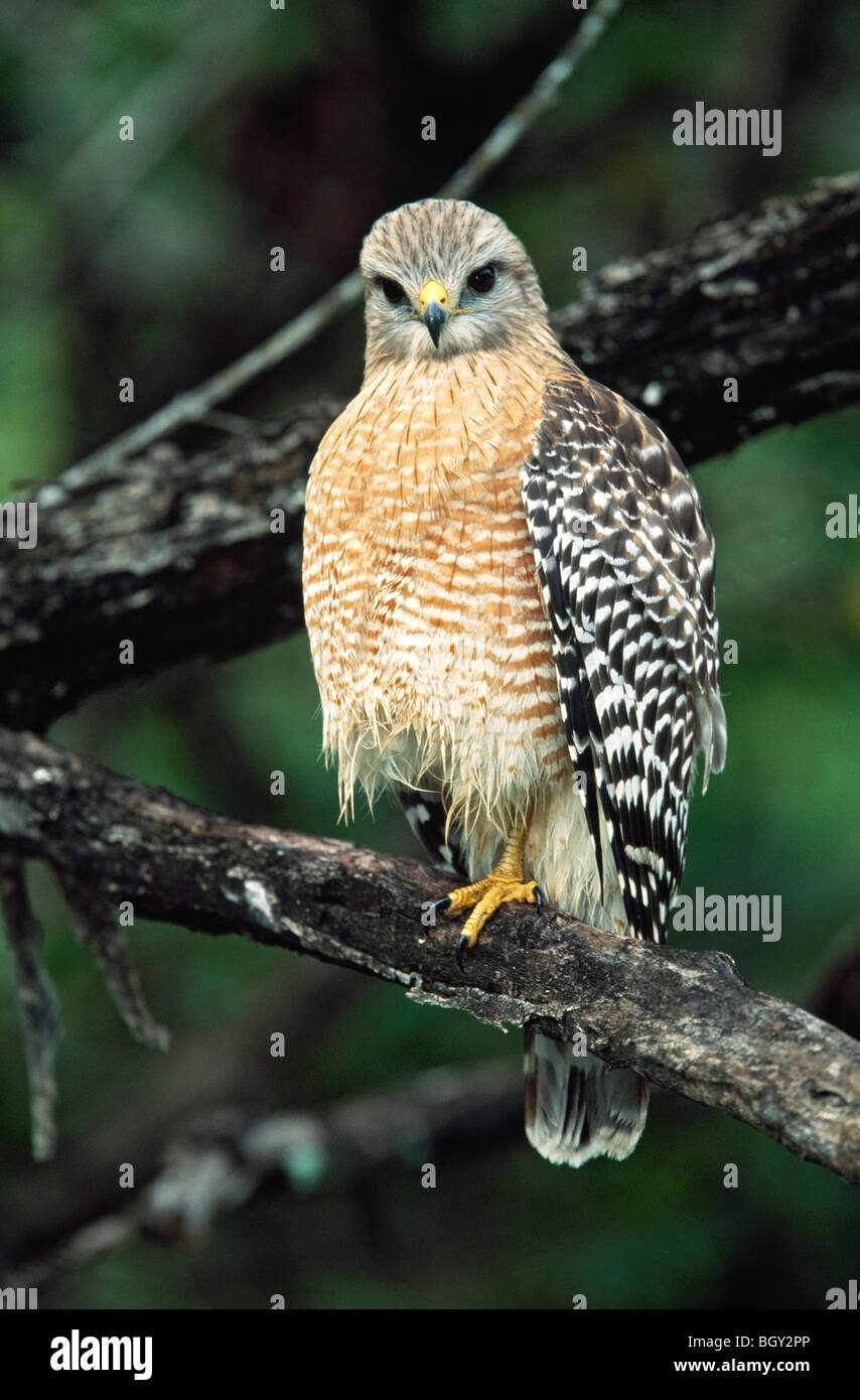 Red shouldered hawk on branch hi-res stock photography and images - Alamy