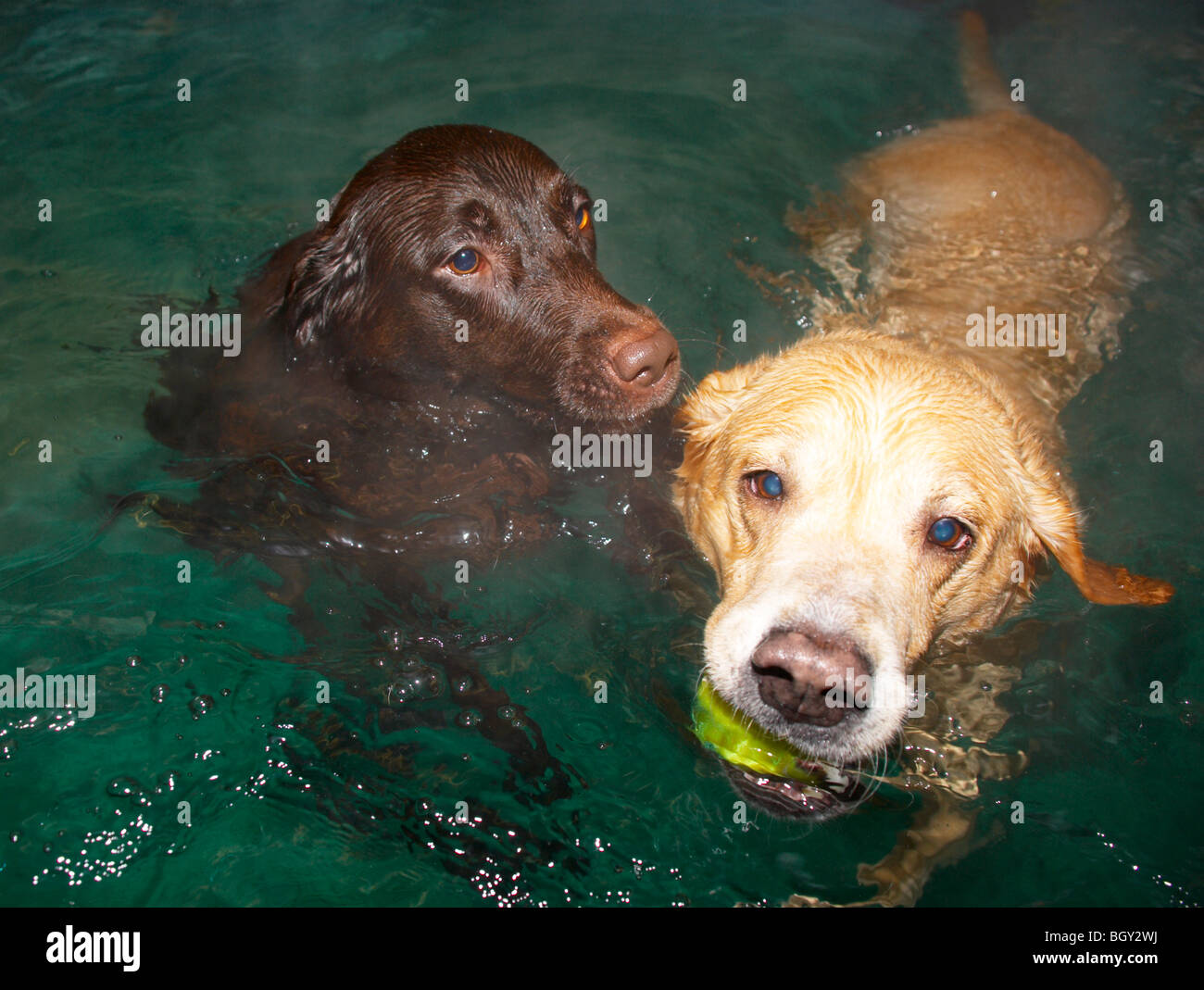 chocolate labs / retrievers swimming in hydro therapy pool Stock Photo ...