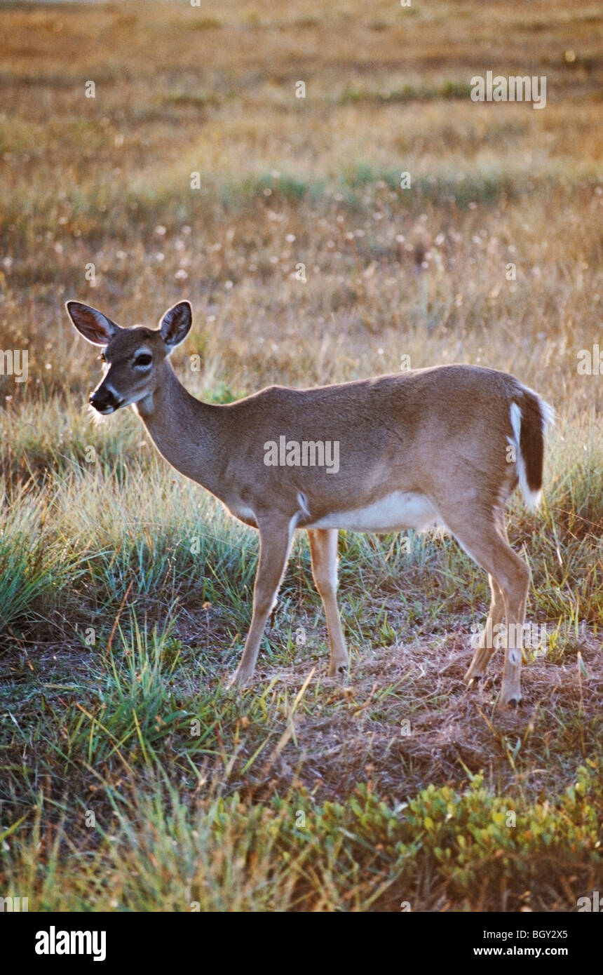 Key deer in meadow Stock Photo - Alamy