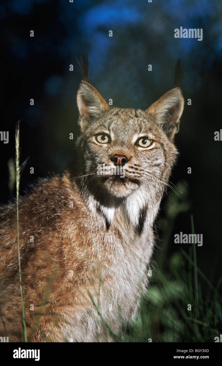 Lynx hunter hi-res stock photography and images - Alamy