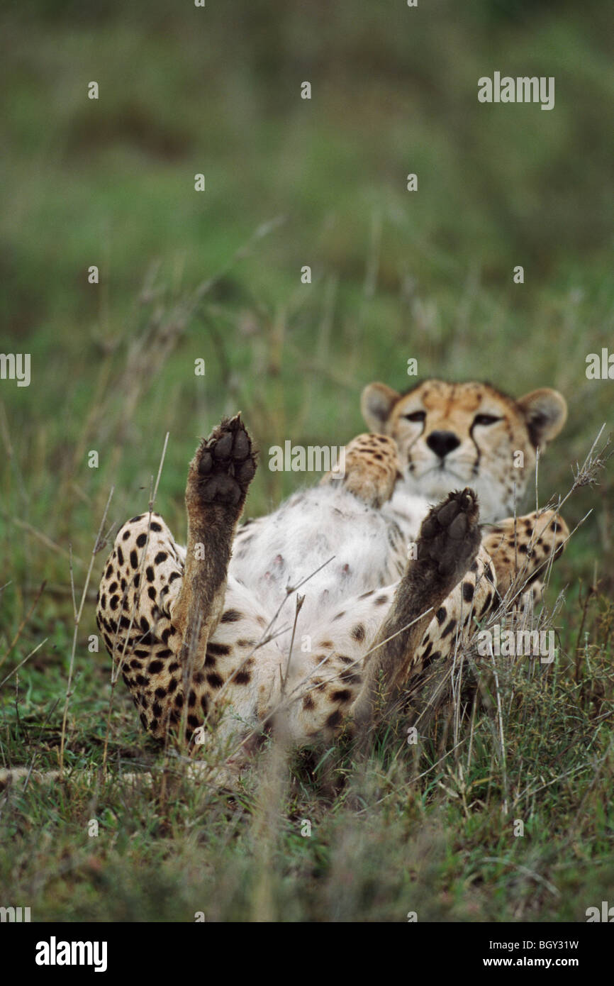 Cheetah lying on its back, Africa Stock Photo - Alamy