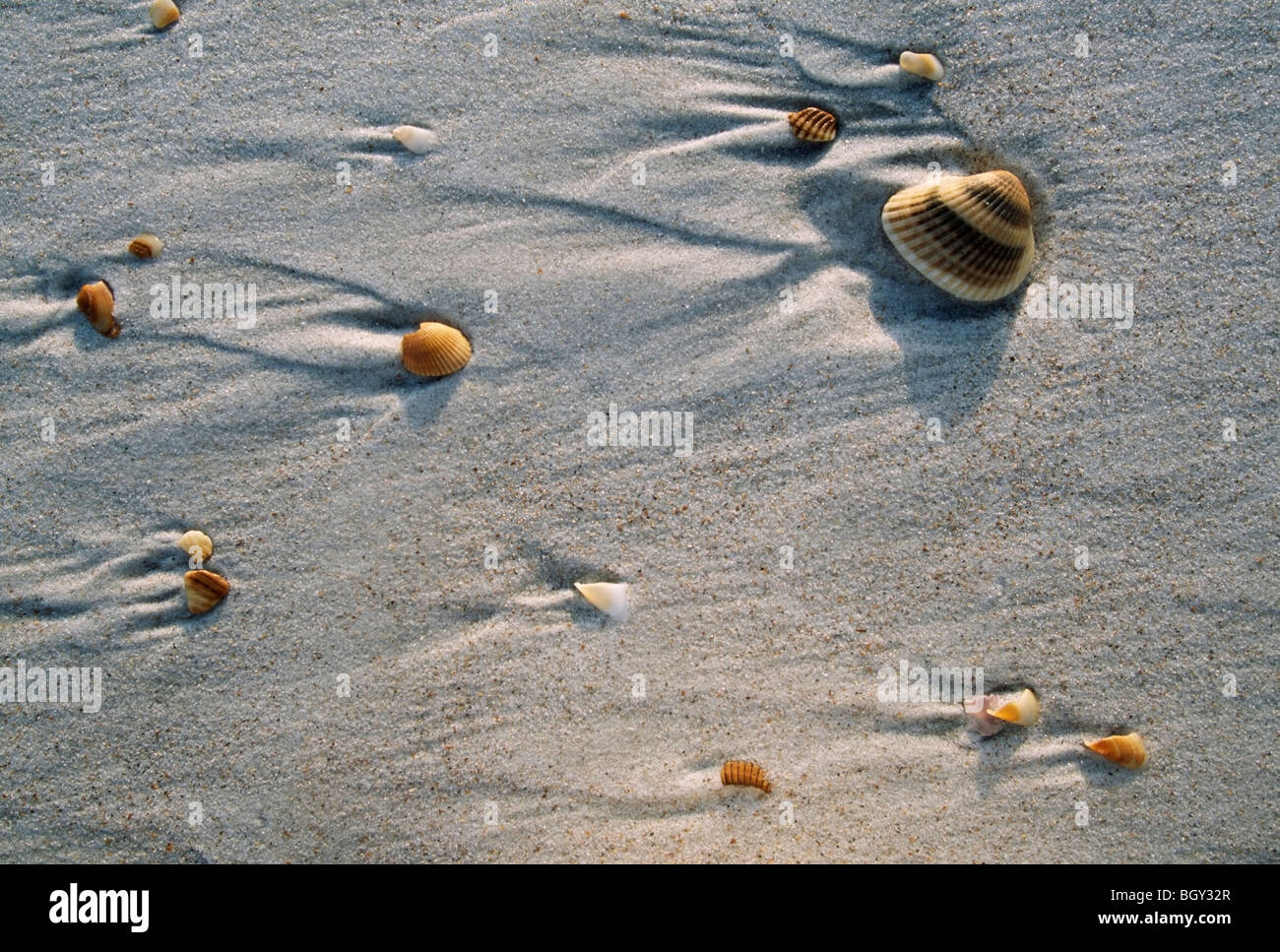 Seashell imbedded in beach sand Stock Photo - Alamy