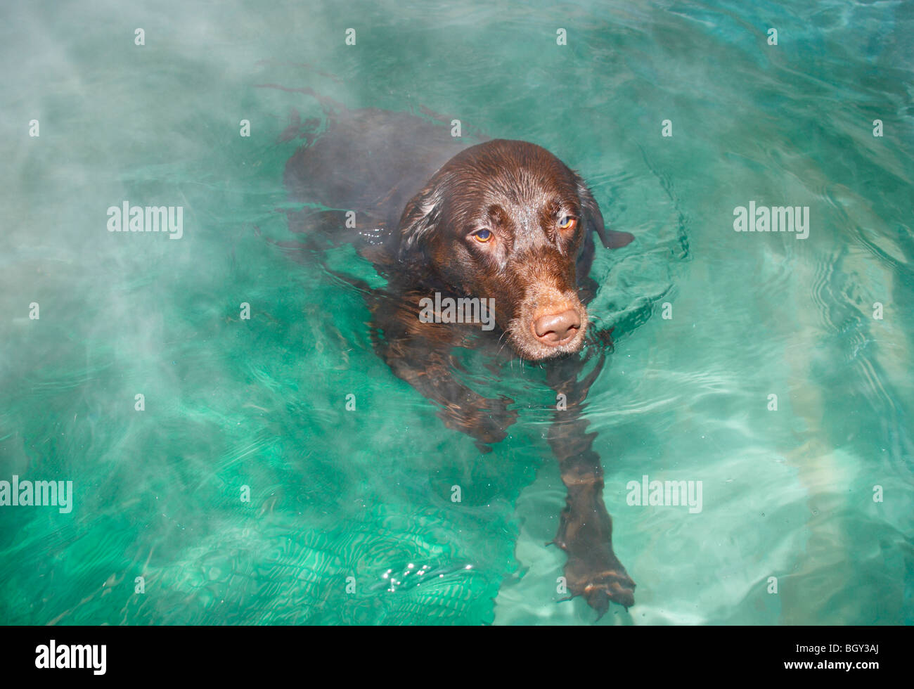 chocolate lab / retriever swimming in hydro therapy pool Stock Photo ...