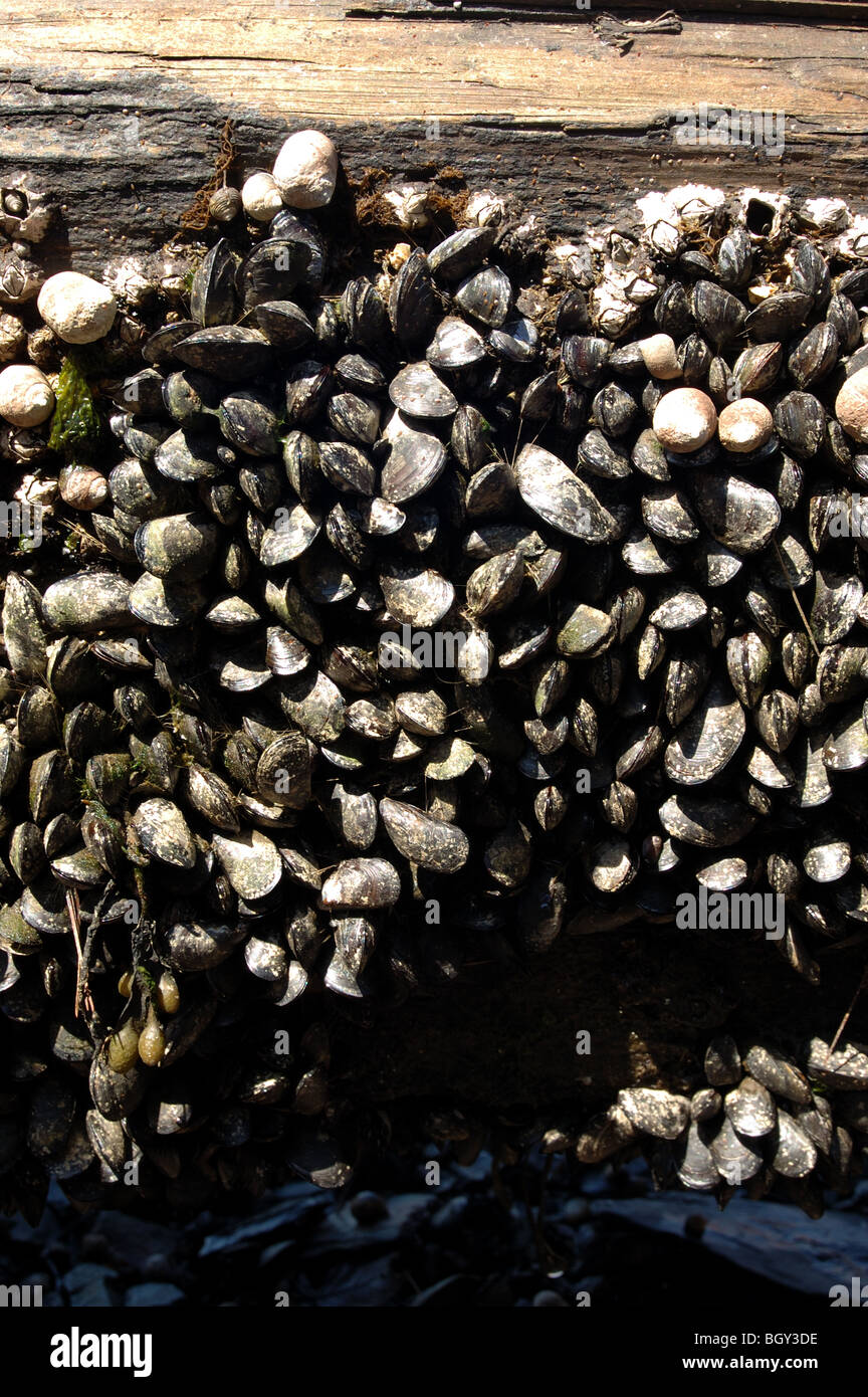 Mussels on a dock at low tide Stock Photo - Alamy