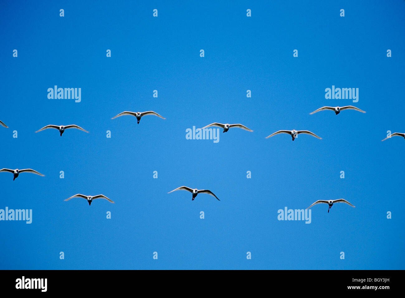 Cattle egrets (Bubulcus ibis) flying in open flock Stock Photo - Alamy
