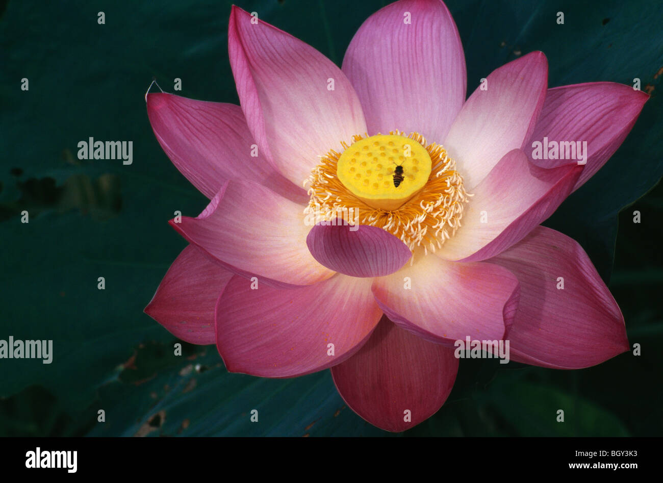 One lotus flower hi-res stock photography and images - Alamy