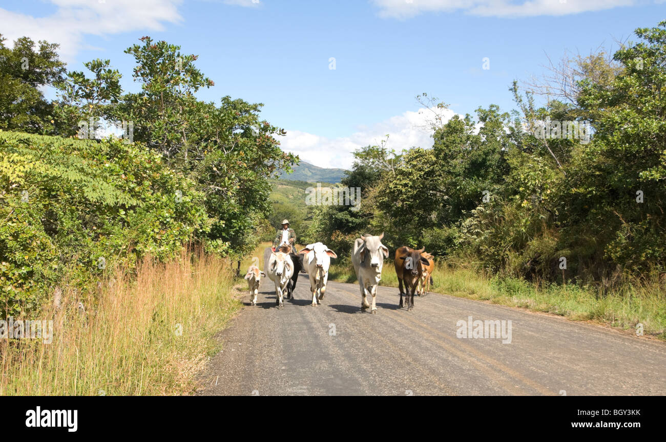Panama Man Leading Cattle Veraguas Province Stock Photo - Alamy