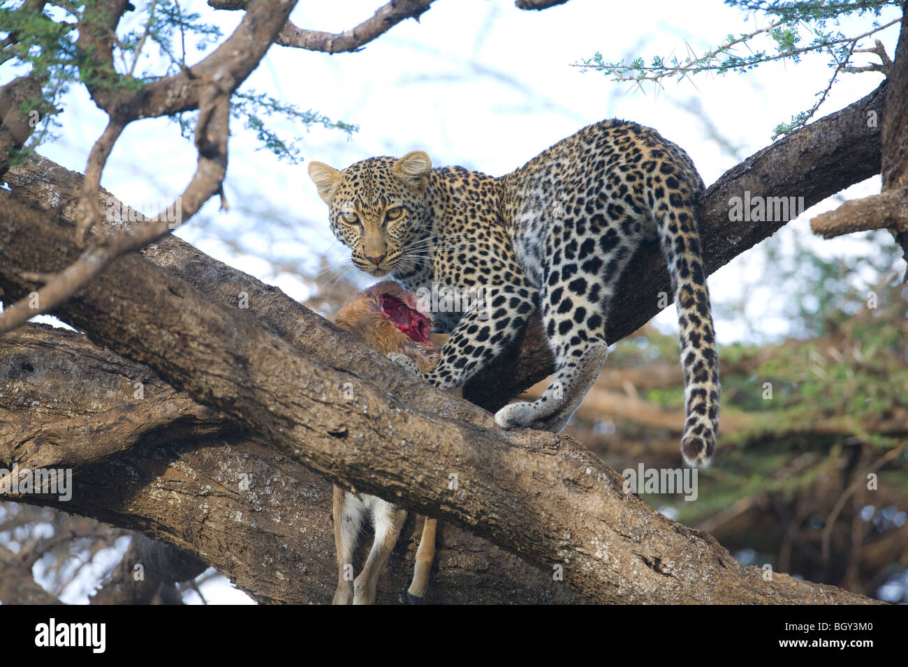 Leopard (Panthera pardus) in tall tree guarding recent kill Stock Photo ...