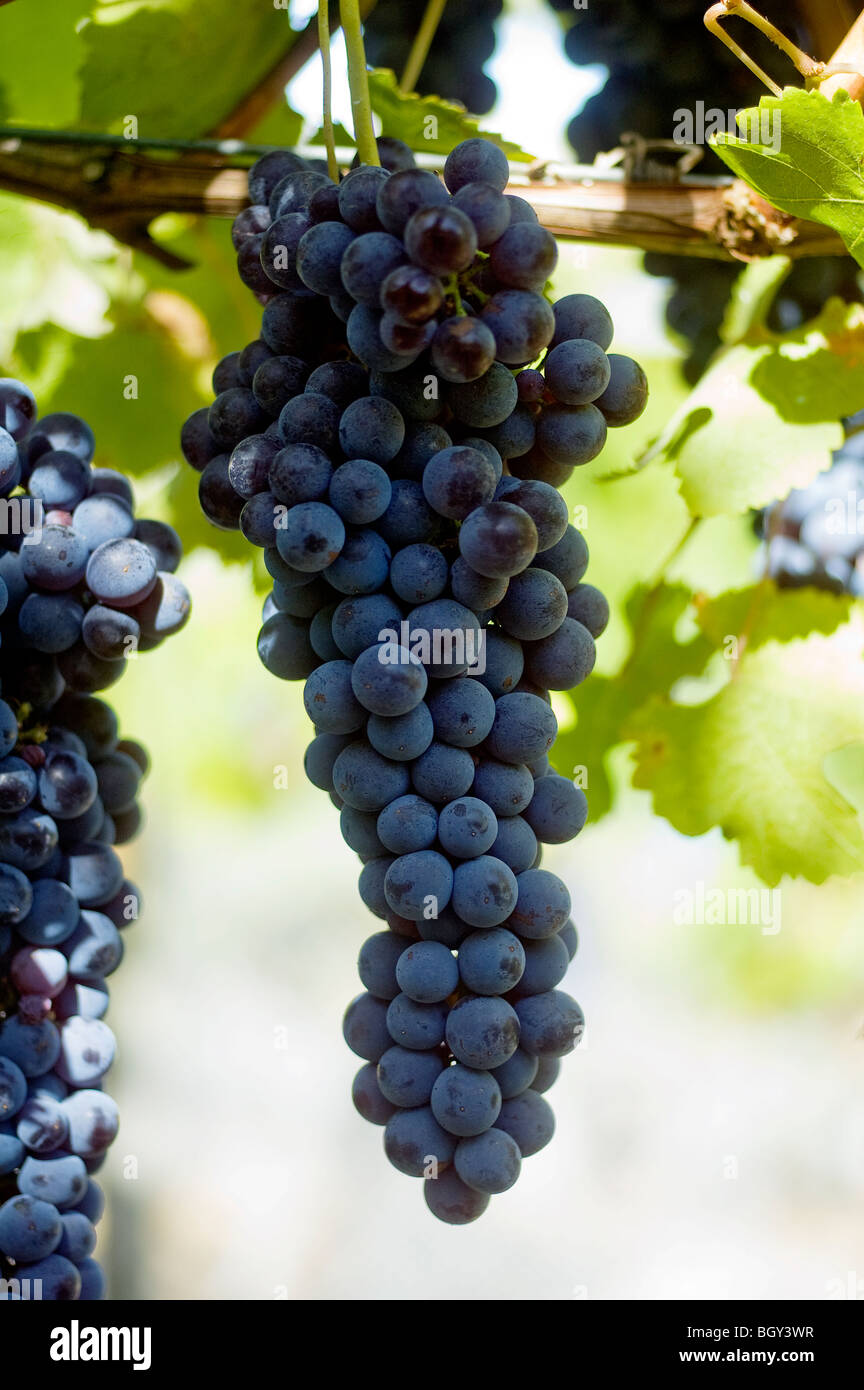 Italian winegrape variety Nebbiolo growing in an Australian vineyard in ...