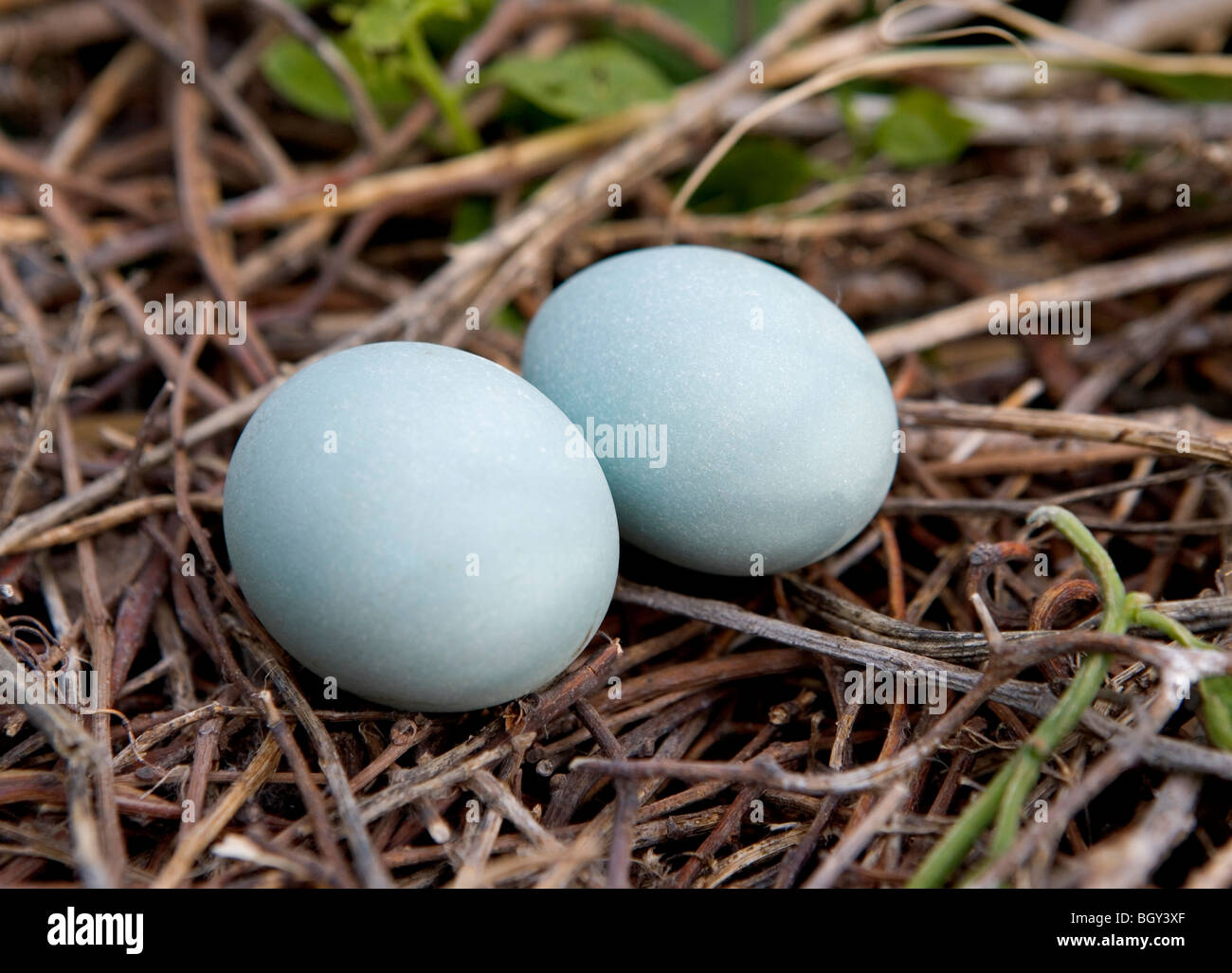 Egret eggs on the nest. Ardea alba Stock Photo - Alamy