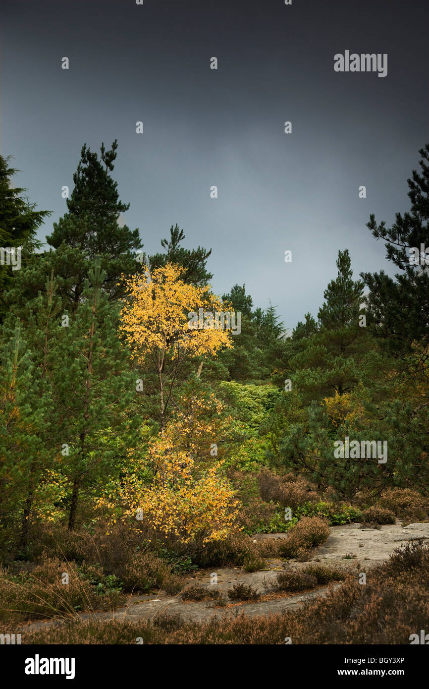 Leaves of trees changing color Stock Photo - Alamy