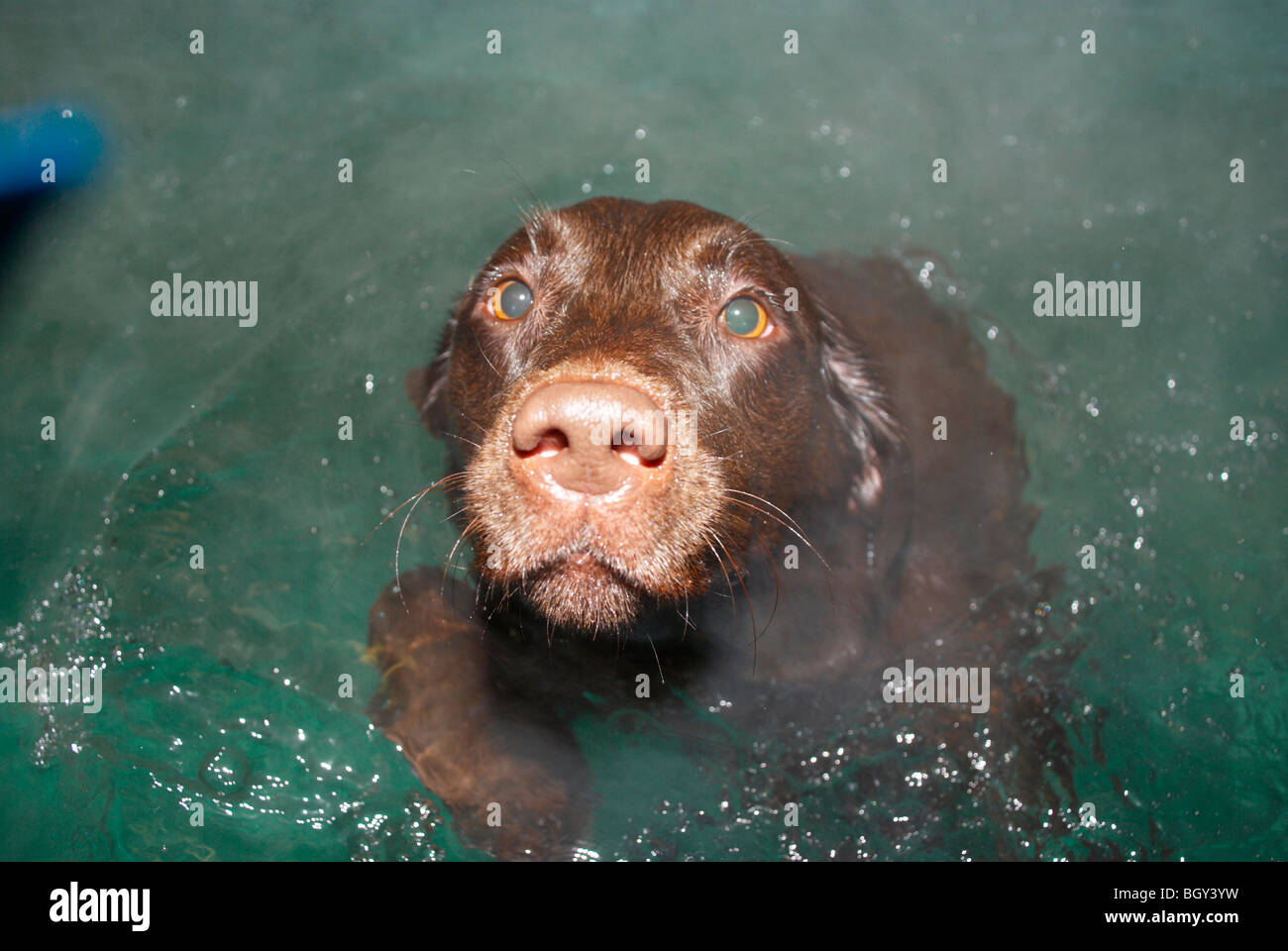 chocolate lab / retriever swimming in hydro therapy pool Stock Photo ...