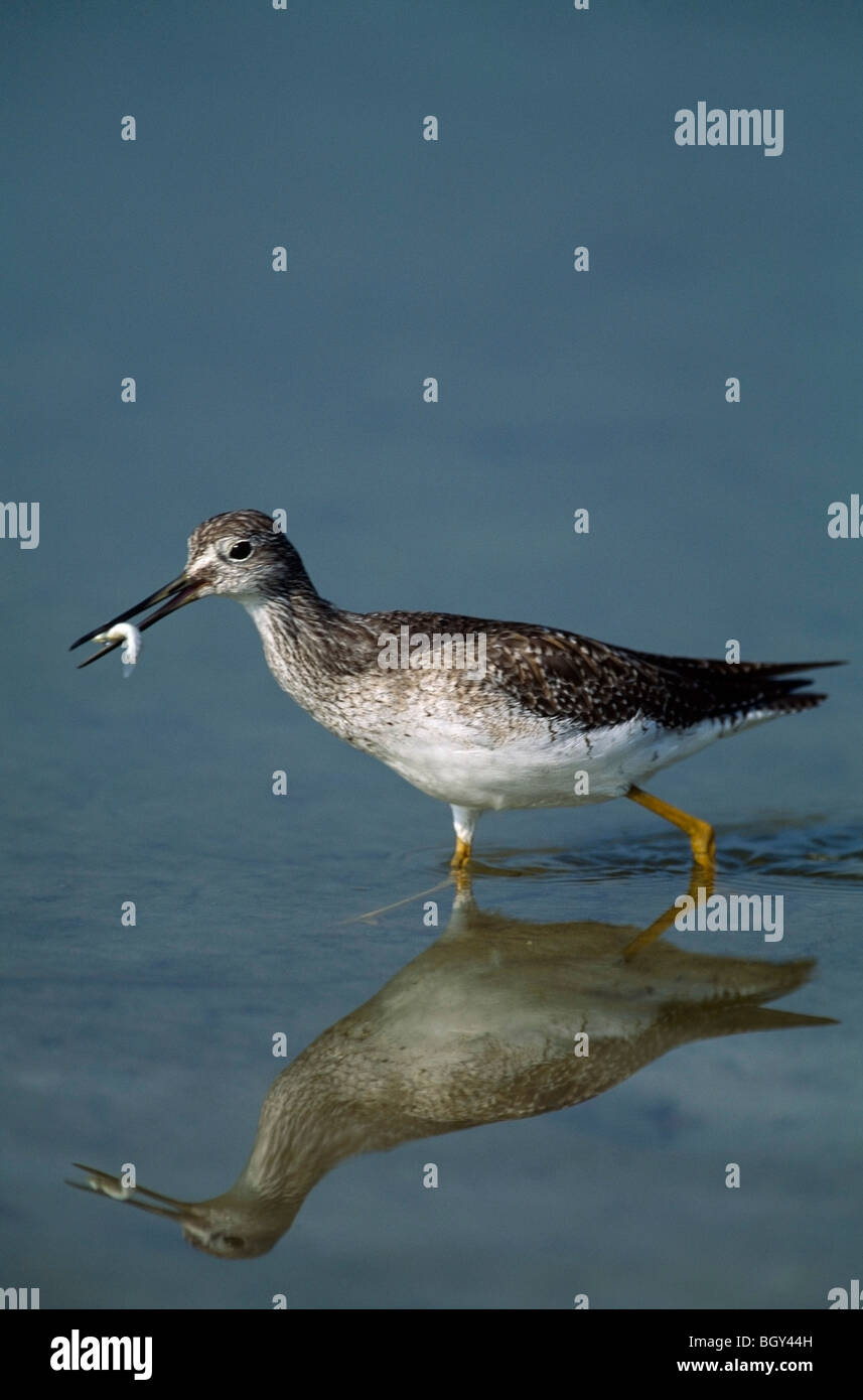 Lesser Yellowlegs bird walking in tide pool carrying minnow in its bill ...