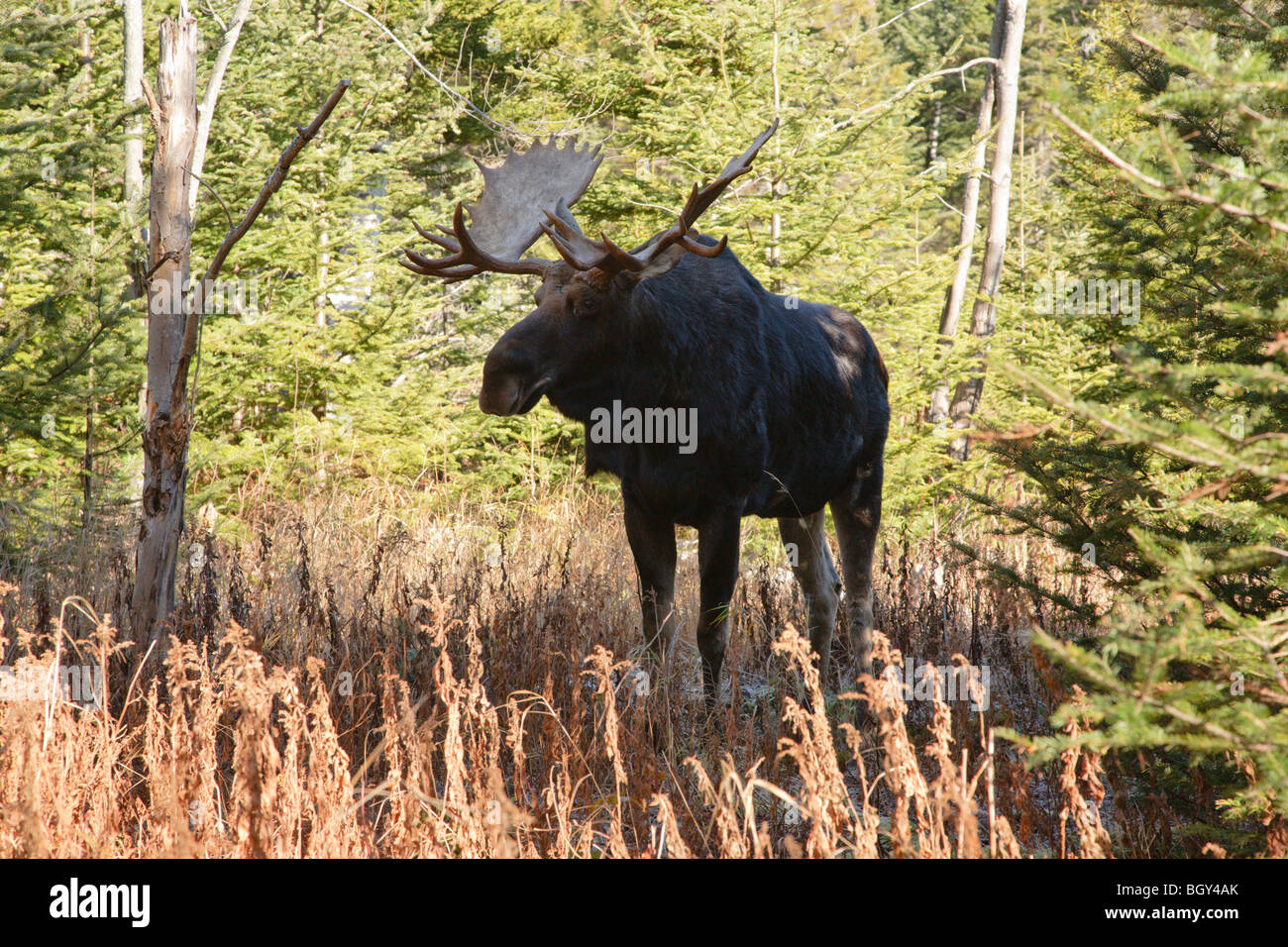 Bull Moose on the side of Flat Mountain Pond Trail during the autumn ...