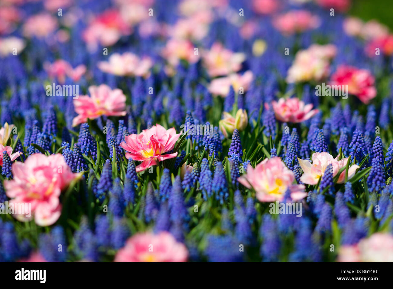 Beautiful blue and pink flowers field Stock Photo - Alamy