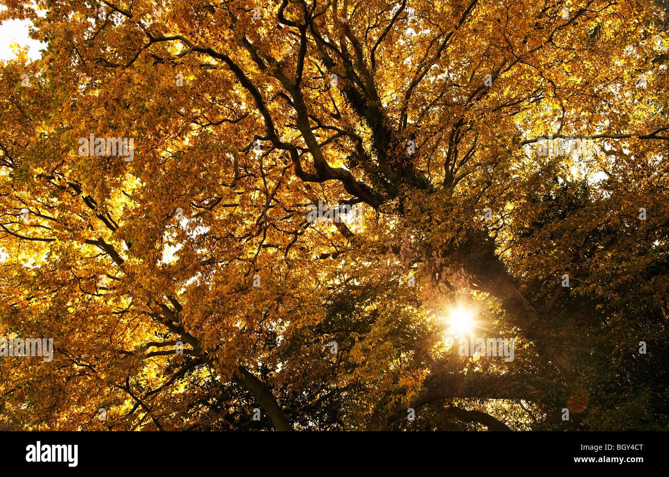 Sun shining through golden leaves on a tree Stock Photo - Alamy