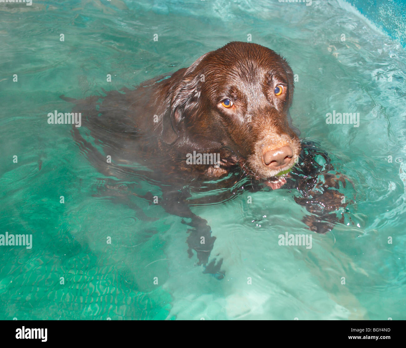 chocolate lab / retriever swimming in hydro therapy pool Stock Photo ...