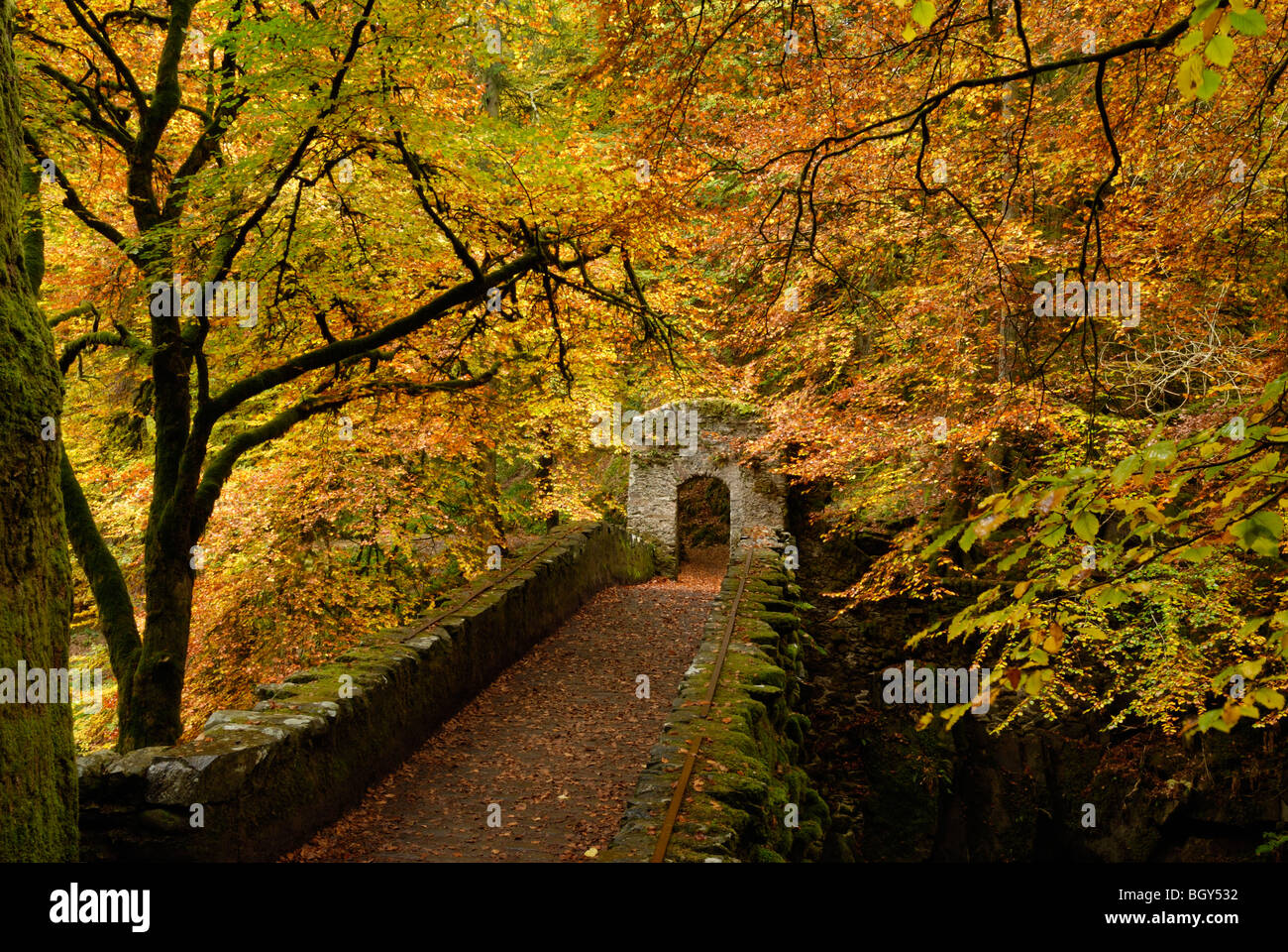 Craigvinean forest hi-res stock photography and images - Alamy