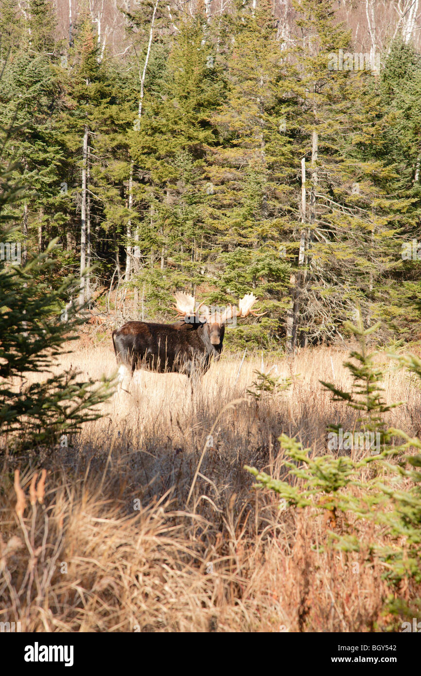 Moose new hampshire hi-res stock photography and images - Alamy