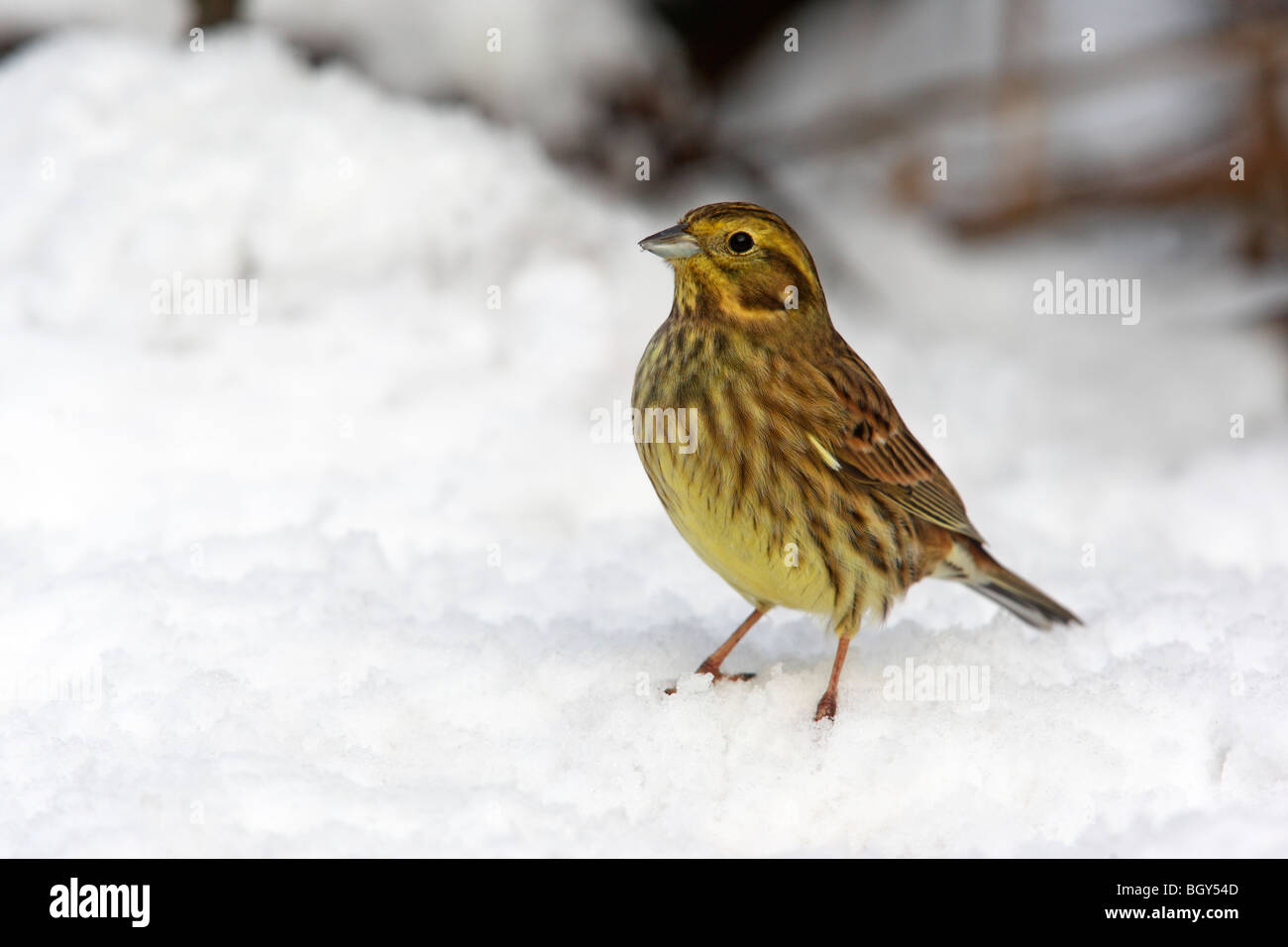Yellowhammer, Emberiza citrinella, single female on snow, Staffordshire ...