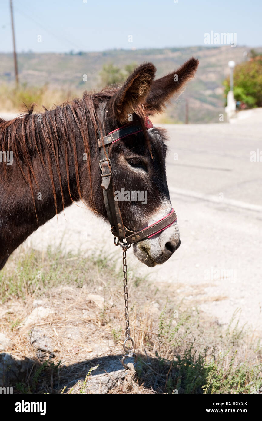 Head of a Greek donkey in landscape Stock Photo - Alamy