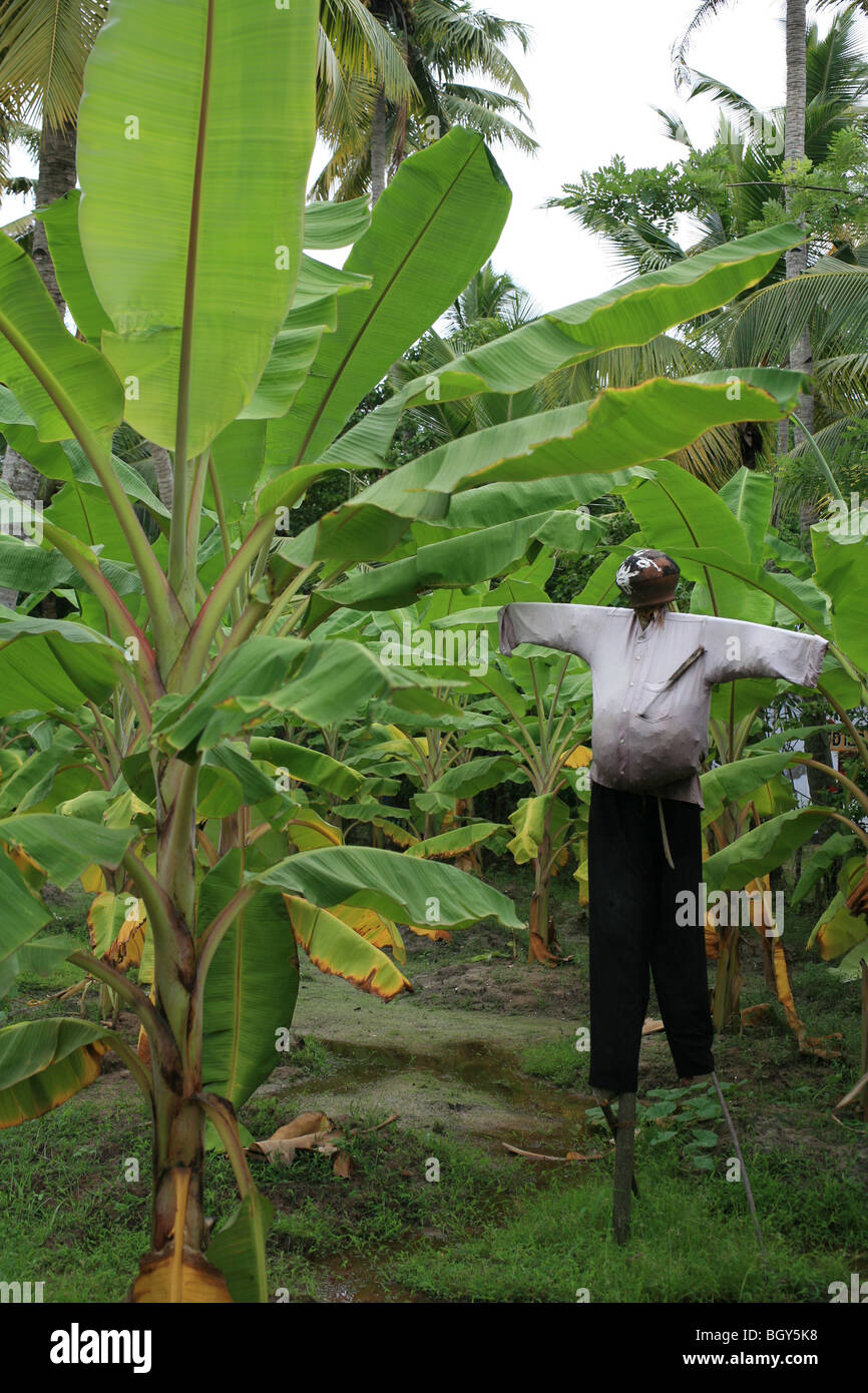 Indian scarecrow hi-res stock photography and images - Alamy
