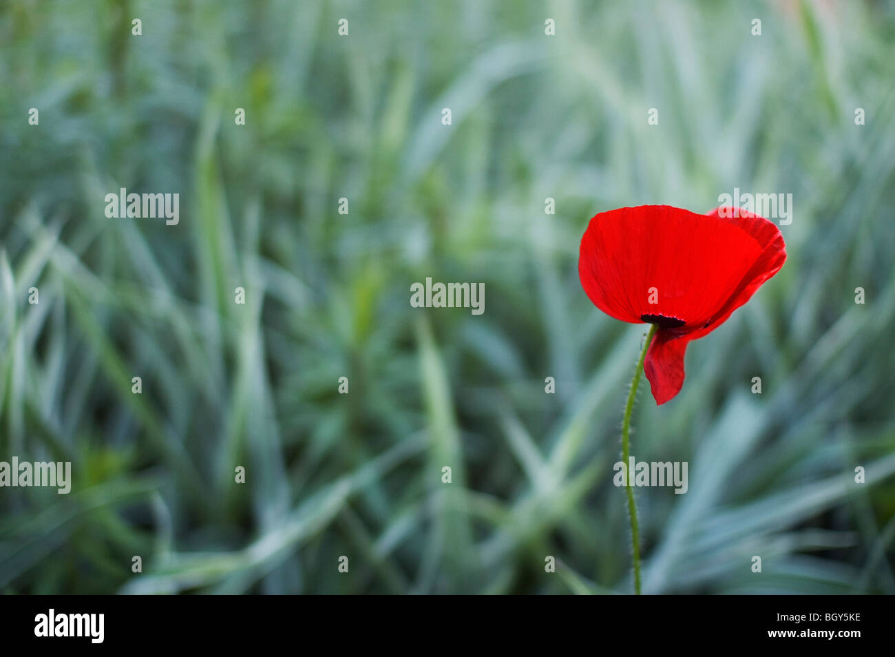 Scarlet red corn poppy hi-res stock photography and images - Alamy