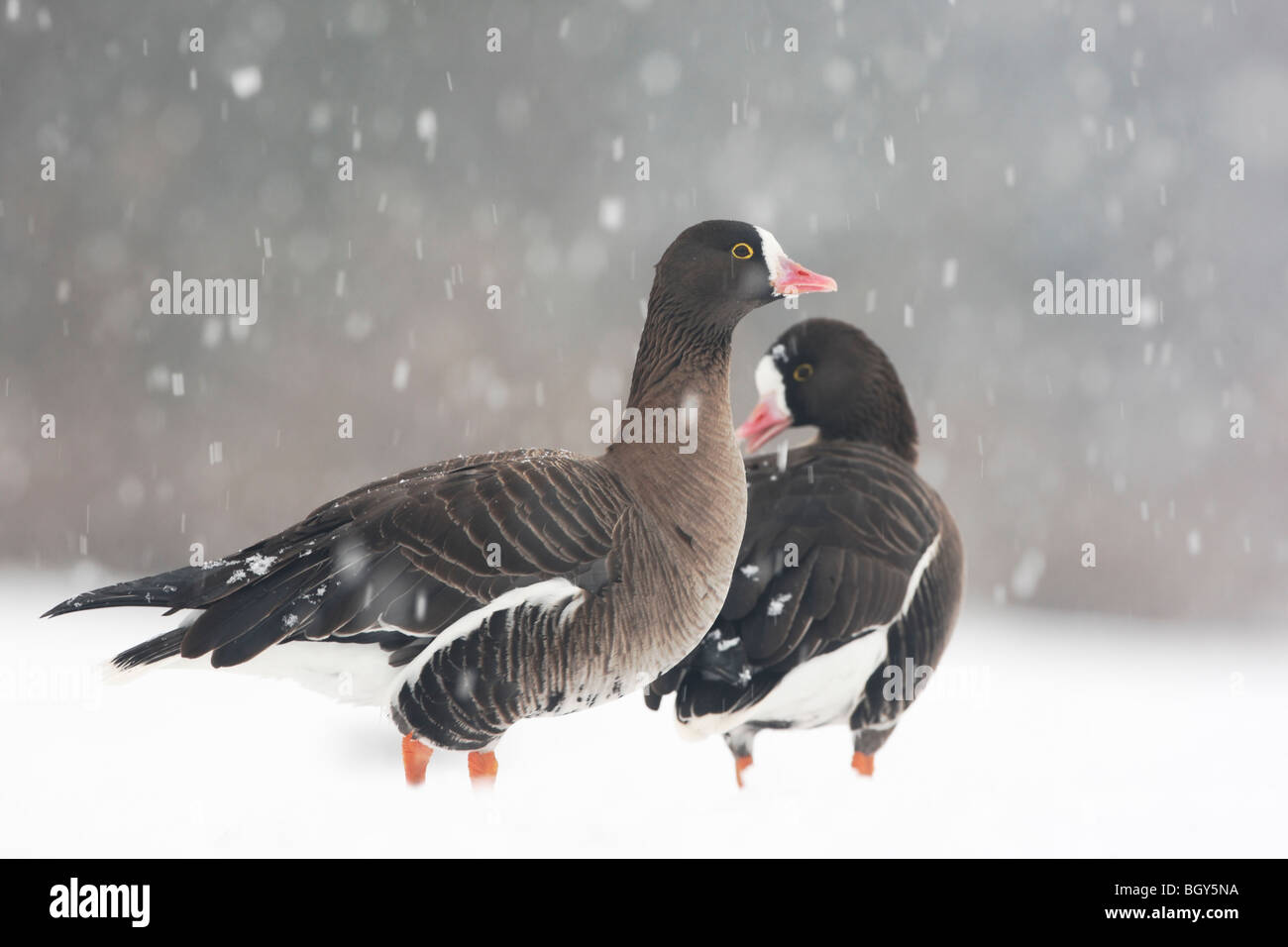Lesser white-fronted goose, Anser erythropus, Two captive birds in snow ...