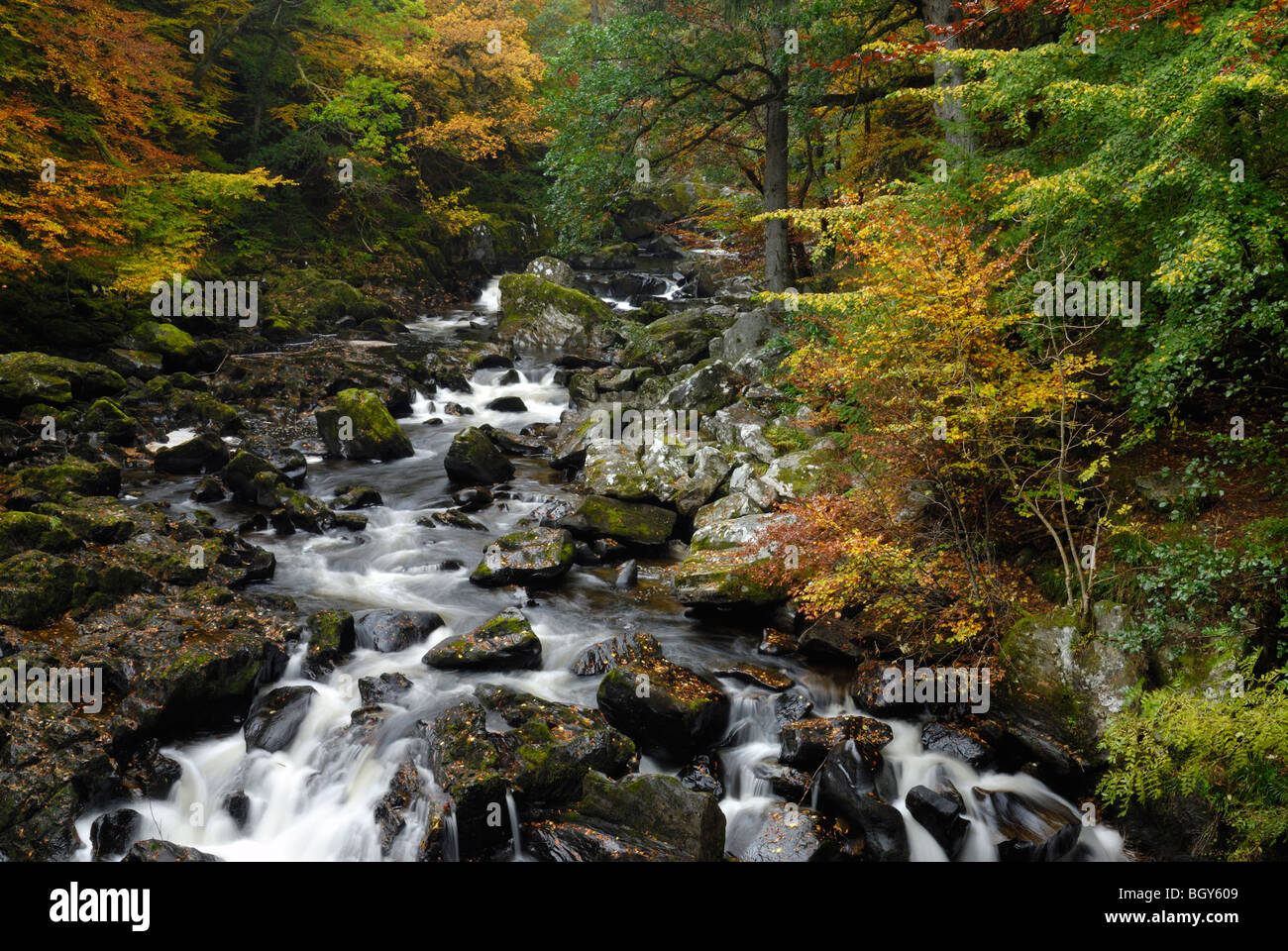 Craigvinean forest hi-res stock photography and images - Alamy