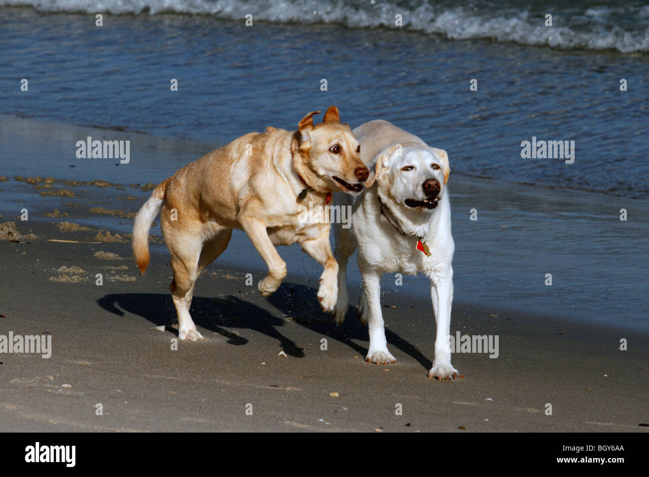 Two dogs running on the beach Stock Photo - Alamy