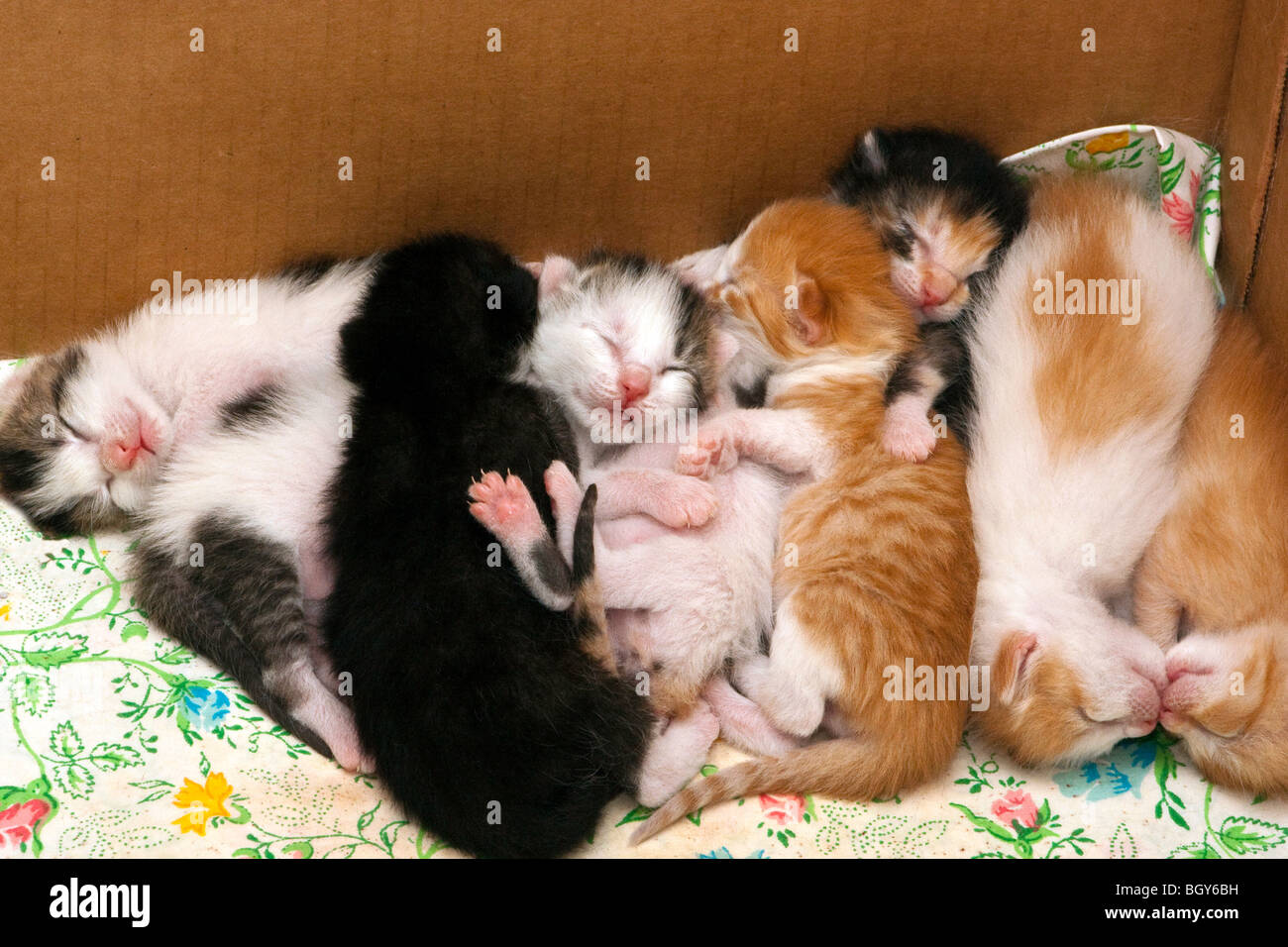 Kittens nursing in their birthing box Stock Photo - Alamy