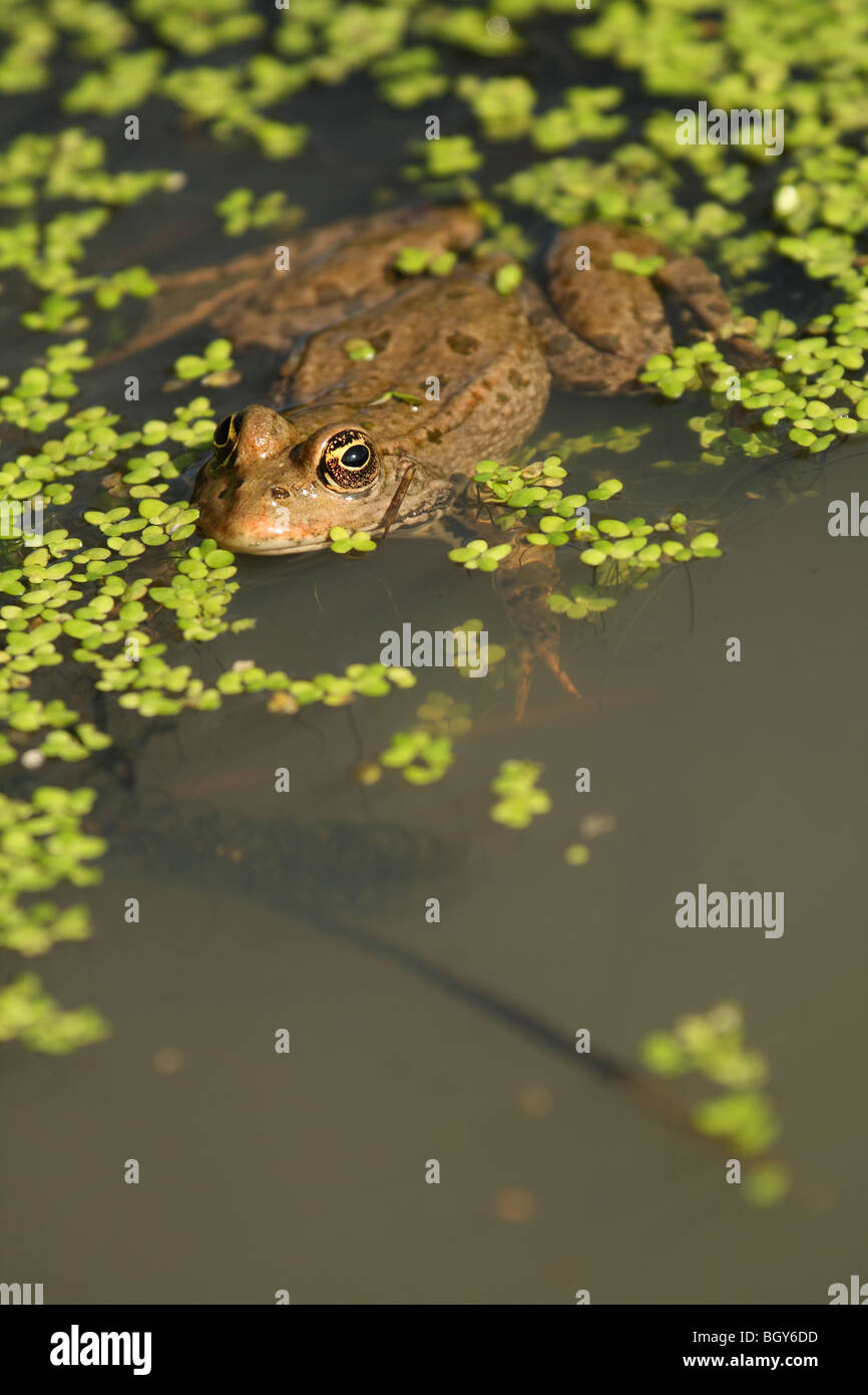 Marsh Frog (Pelophylax ridibunda) floating in pond at The British ...