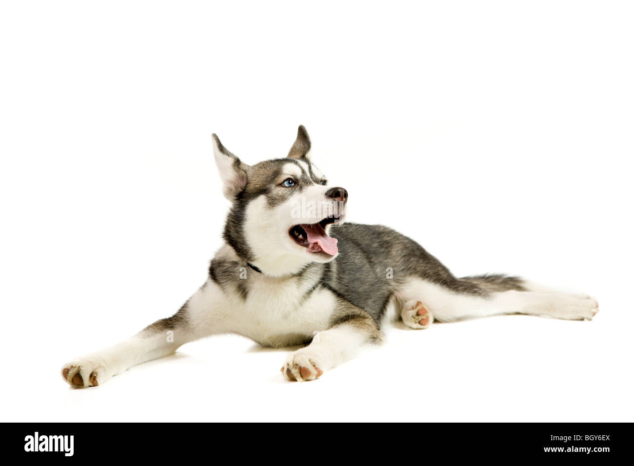 Husky Cut Out Stock Images & Pictures - Alamy