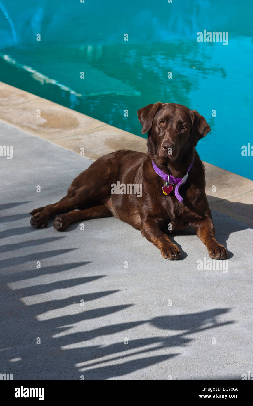 Pool chocolate hi-res stock photography and images - Alamy