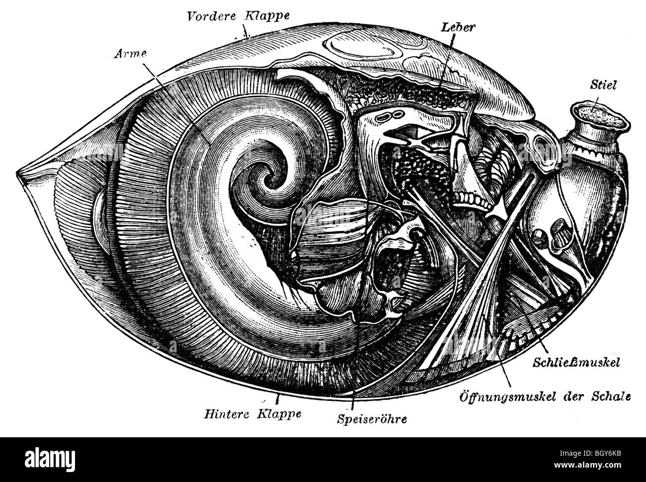Brachiopod hi-res stock photography and images - Alamy