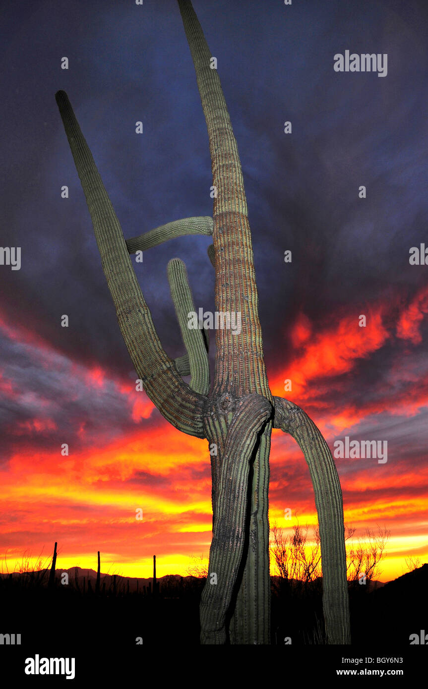 Bajada loop drive saguaro hi-res stock photography and images - Alamy