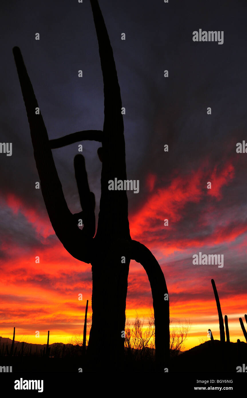 Scenic bajada loop drive hi-res stock photography and images - Alamy