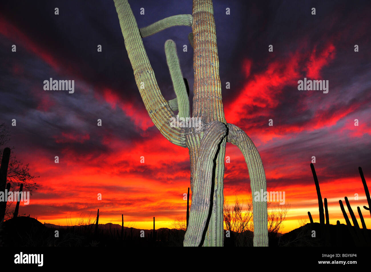 Bajada loop drive saguaro hi-res stock photography and images - Alamy