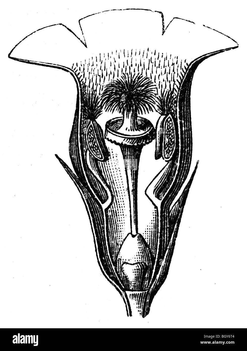 Vinca culture hi-res stock photography and images - Alamy